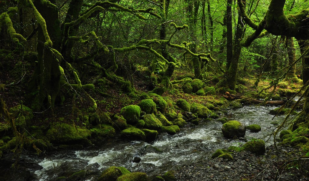 Fae C Johnson (Slytherin) | Hogwarts is Here